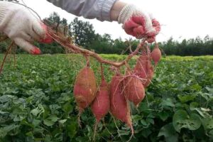 Adiwiyata Tanaman Ketela Rambat SMP Negeri 4 Sidoarjo - SMP Negeri 4 ...