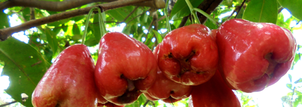 Adiwiyata Pohon Jambu Air SMP Negeri 4 Sidoar - SMP Negeri 4 Sidoarjo